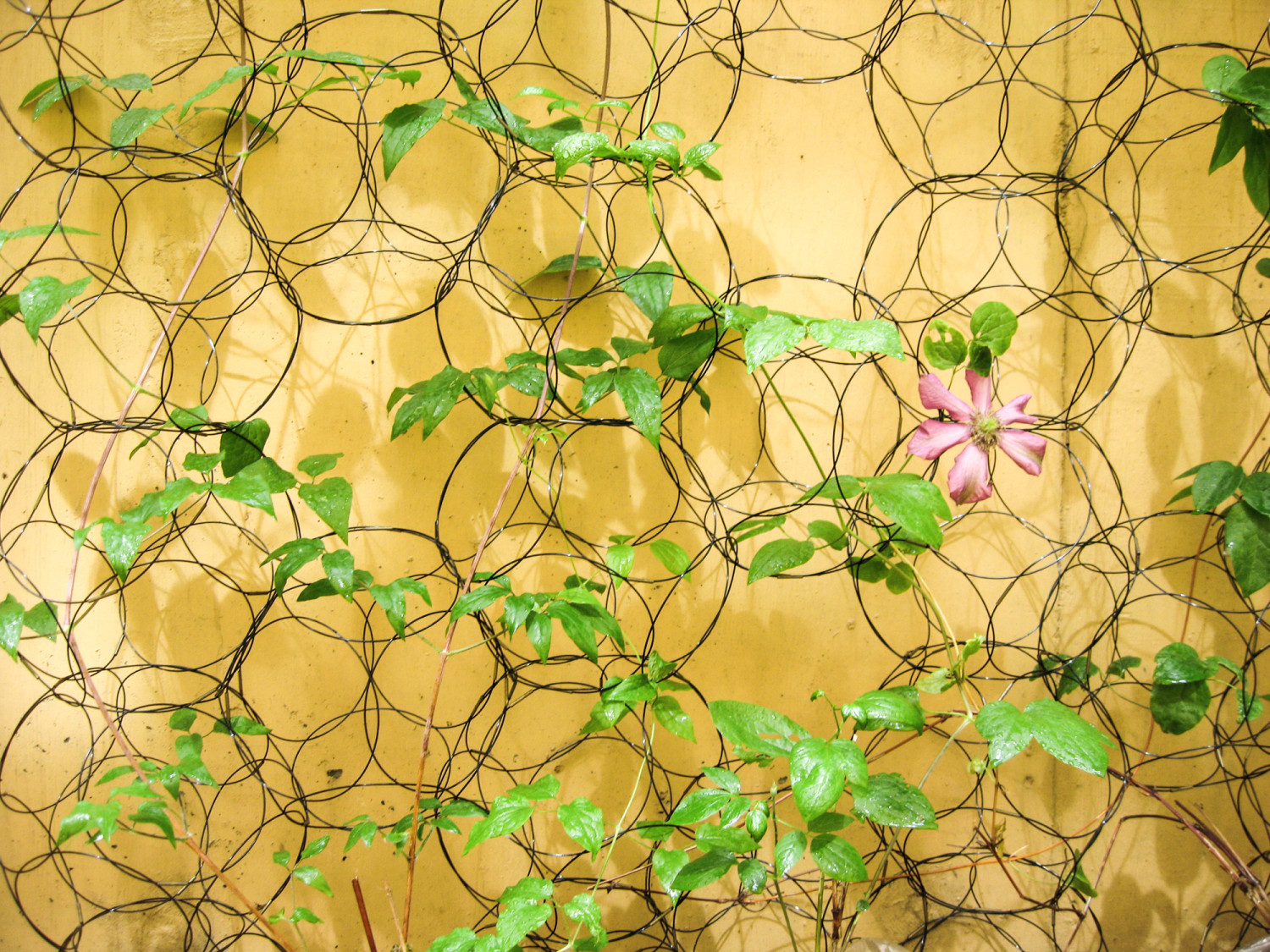 Biowall | Loop.pH